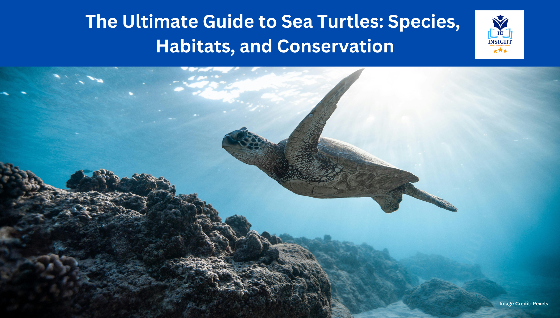 The Ultimate Guide to Sea Turtles: Fascinating Species, Habitats, and ...