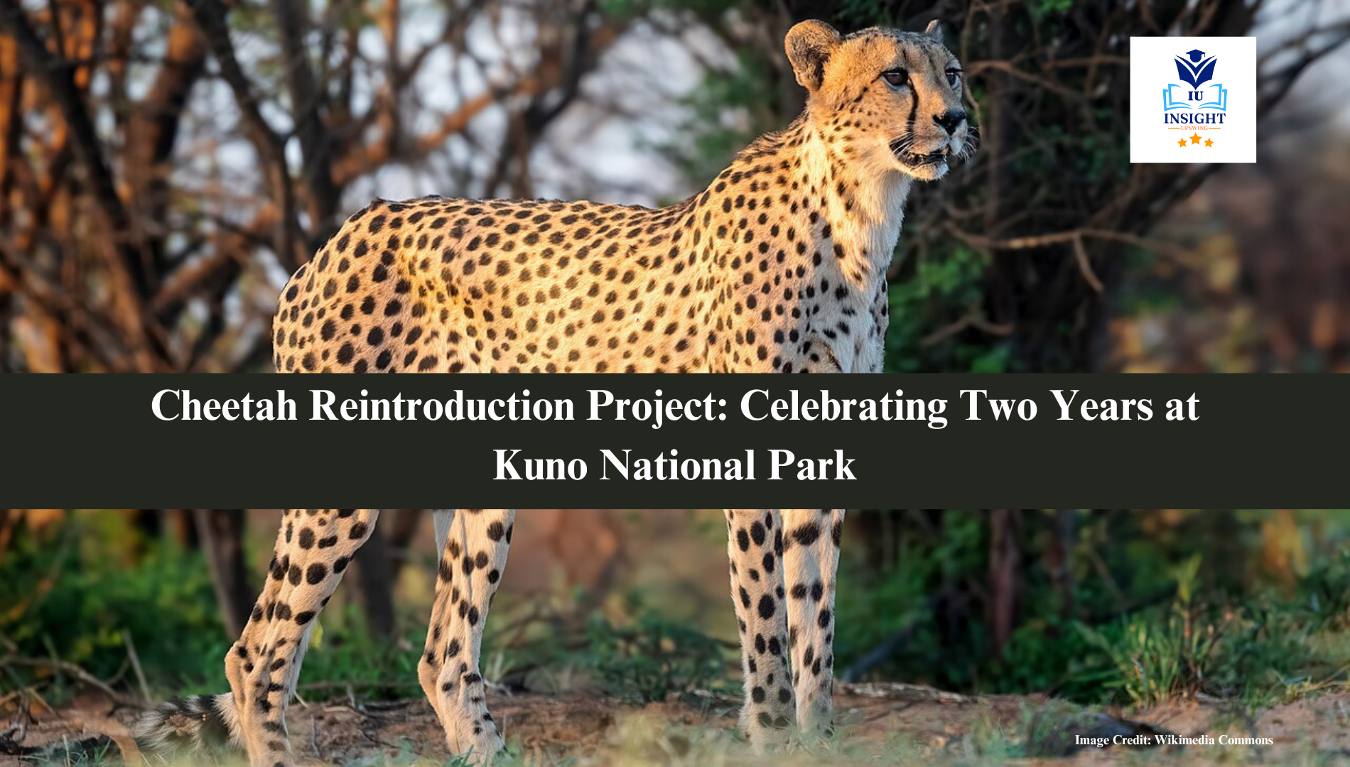 Cheetah Reintroduction Project: Celebrating Two Remarkable Years at ...