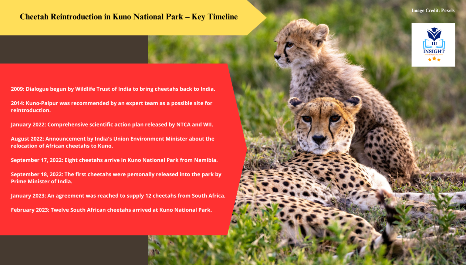 Cheetah Reintroduction Project: Celebrating Two Remarkable Years at ...